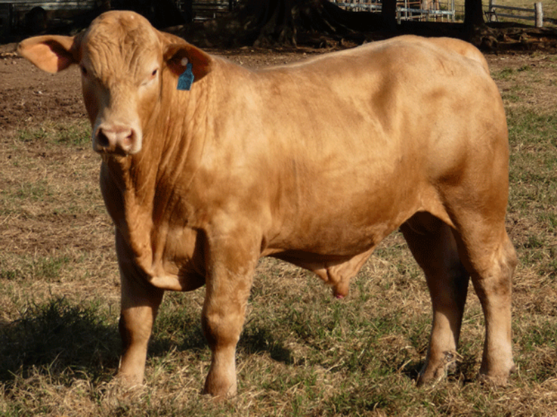 Lot 80 - KANDANGA VALLEY UNIVERSE (PP) - Herd Bull | AuctionsPlus