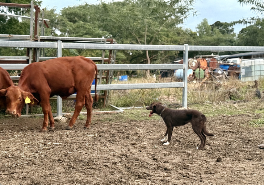 Lot 15 - YELLOWSTONE JET | AuctionsPlus