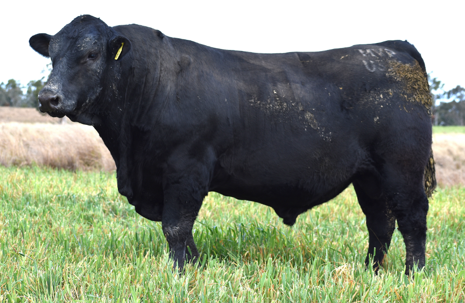 Lot 69 - MOUNTAIN VALLEY RED BARRON U326 | AuctionsPlus