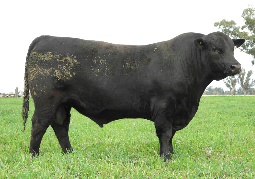KIDMAN ANGUS BULL SALE - Auction 125357 | AuctionsPlus