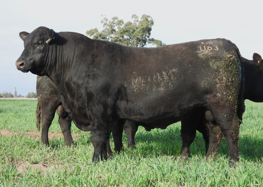Lot 14 - KIDMAN BONANAZA U63 | AuctionsPlus