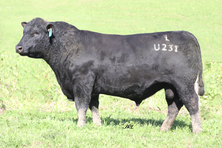 KNOWLA LIVESTOCK ANNUAL SALE - Auction 125014 | AuctionsPlus
