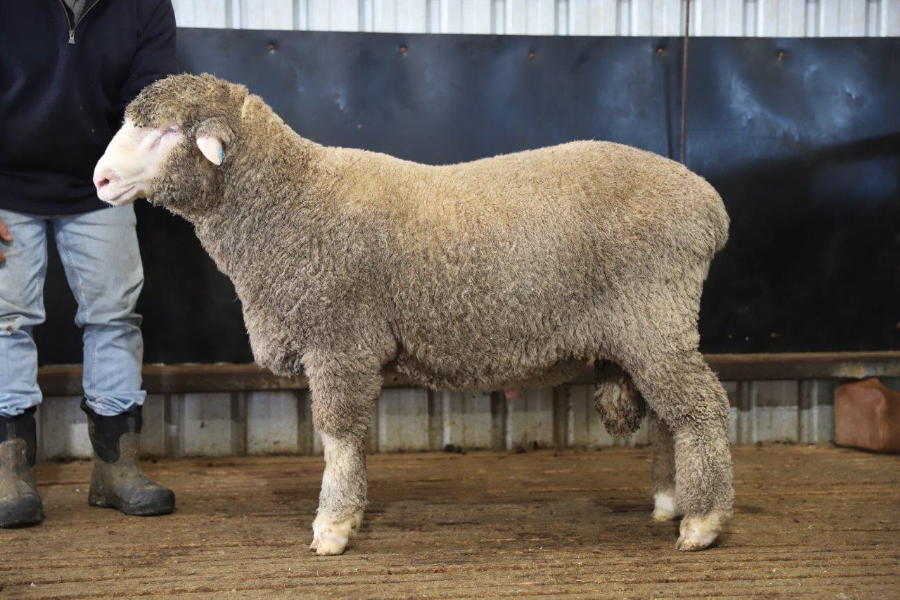 Lot 84 - Hynam Poll M 31547 | AuctionsPlus