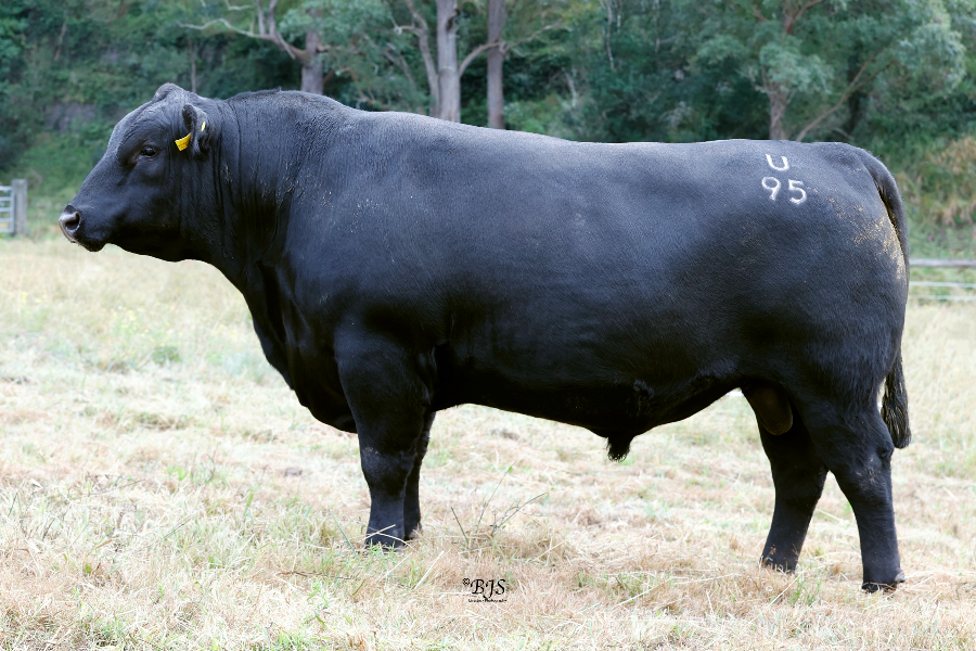 Lot 1 - SUGARLOAF TENDERLOIN U95 | AuctionsPlus