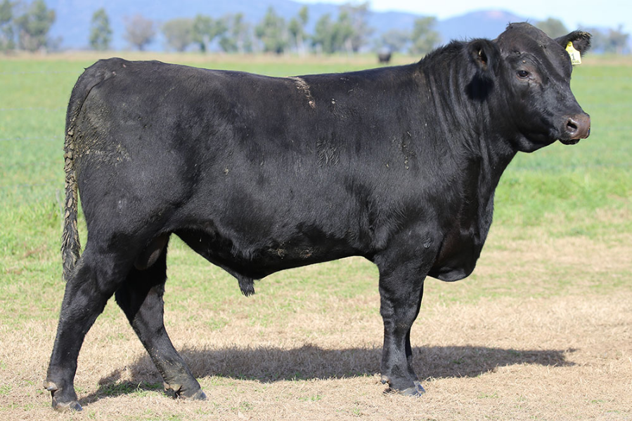 Lot 41 - BOORAGUL NEW GROUND V26 | AuctionsPlus