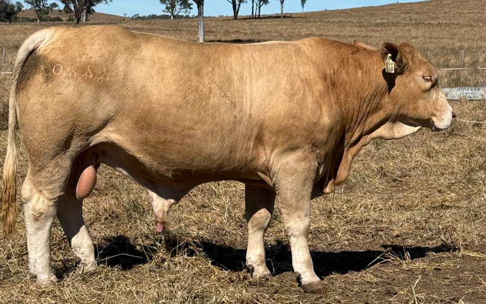 Lot 36 - EMJAY URANG (P) | AuctionsPlus