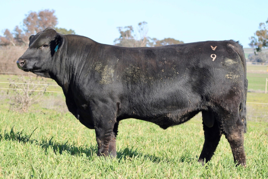 HOBBS LIVESTOCK 3RD ANNUAL BULL SALE - Auction 125356 | AuctionsPlus