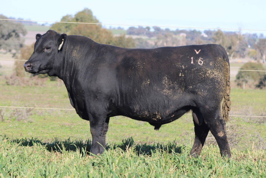 Lot 24 - HOBBS LIVESTOCK COMSTOCK L17 V16 | AuctionsPlus