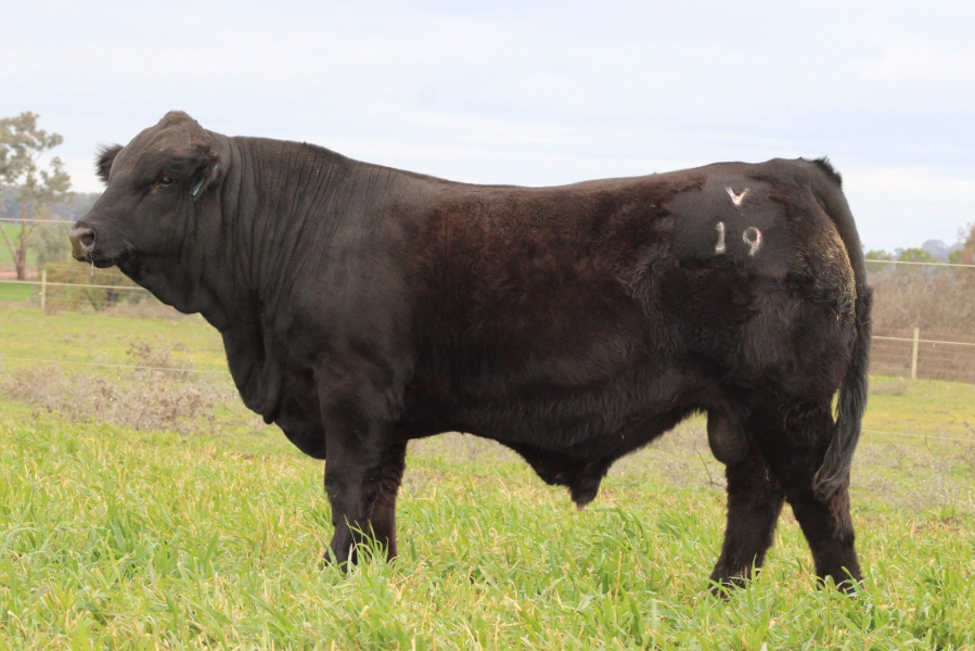 Lot 39 - HOBBS LIVESTOCK 19 VEGAS PARTY | AuctionsPlus