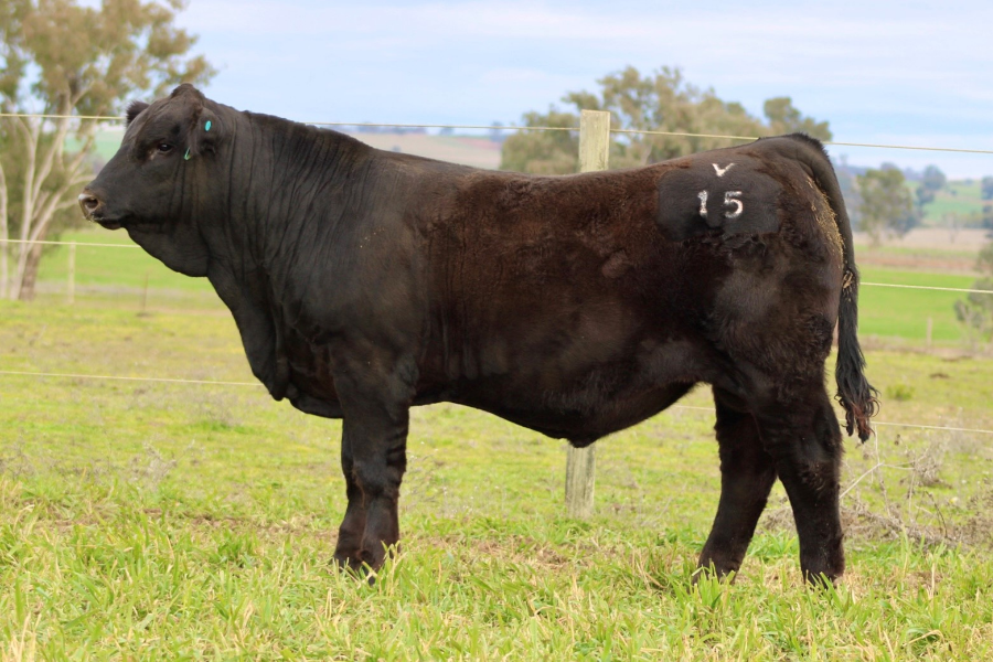 Lot 42 - HOBBS LIVESTOCK CALIBER V15 | AuctionsPlus