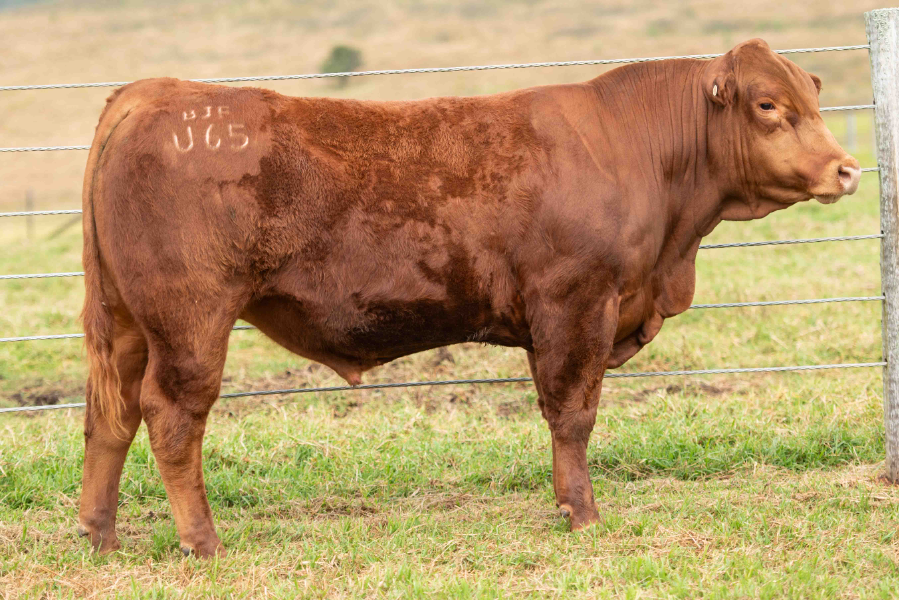 Lot 44 - BJF DALLAS (PP R AA) | AuctionsPlus