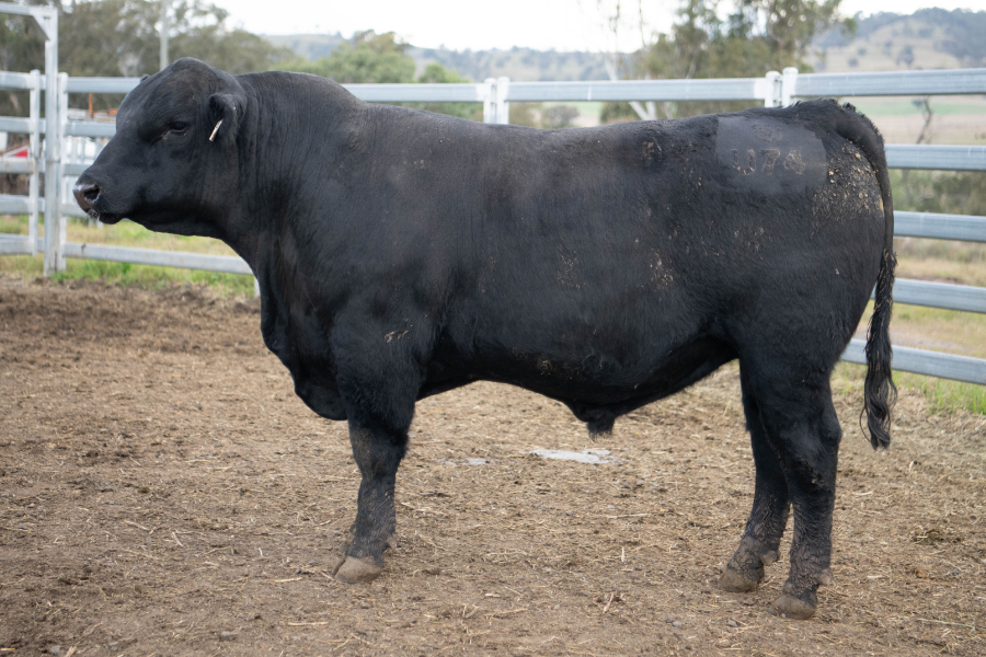 Lot 19 - DALES U74 | AuctionsPlus
