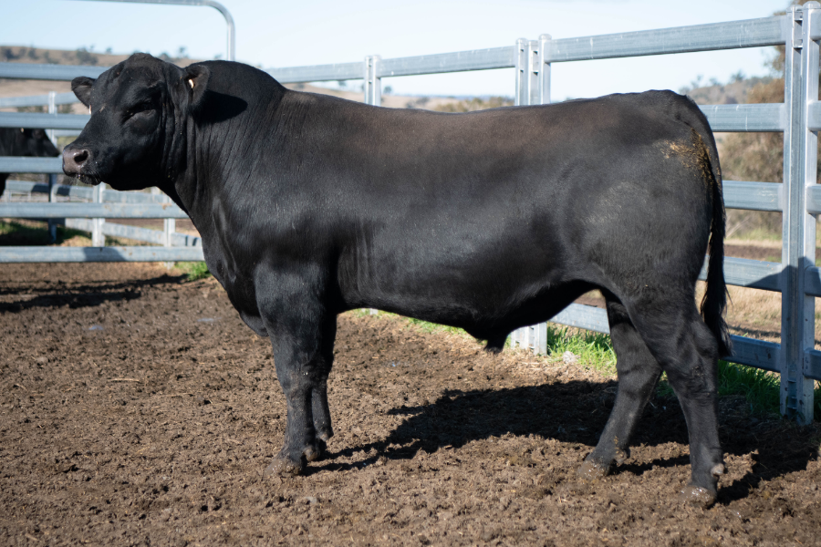 Lot 40 - DALES U114 | AuctionsPlus
