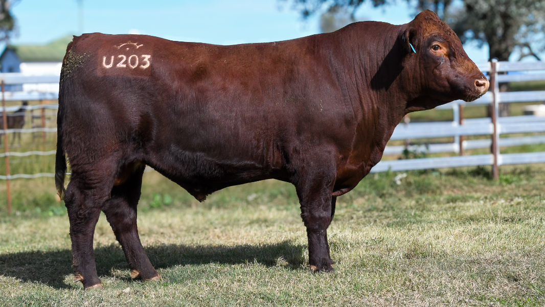 Lot 10 - BUNGULLA GIGABYTES U203 | AuctionsPlus