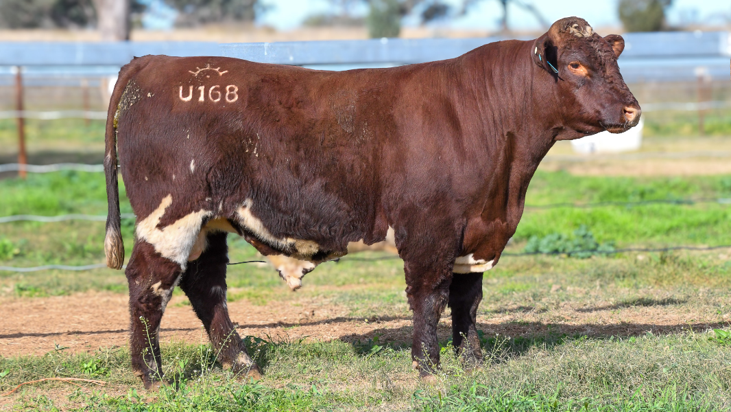 Lot 23 - BUNGULLA LYNDON U168 | AuctionsPlus