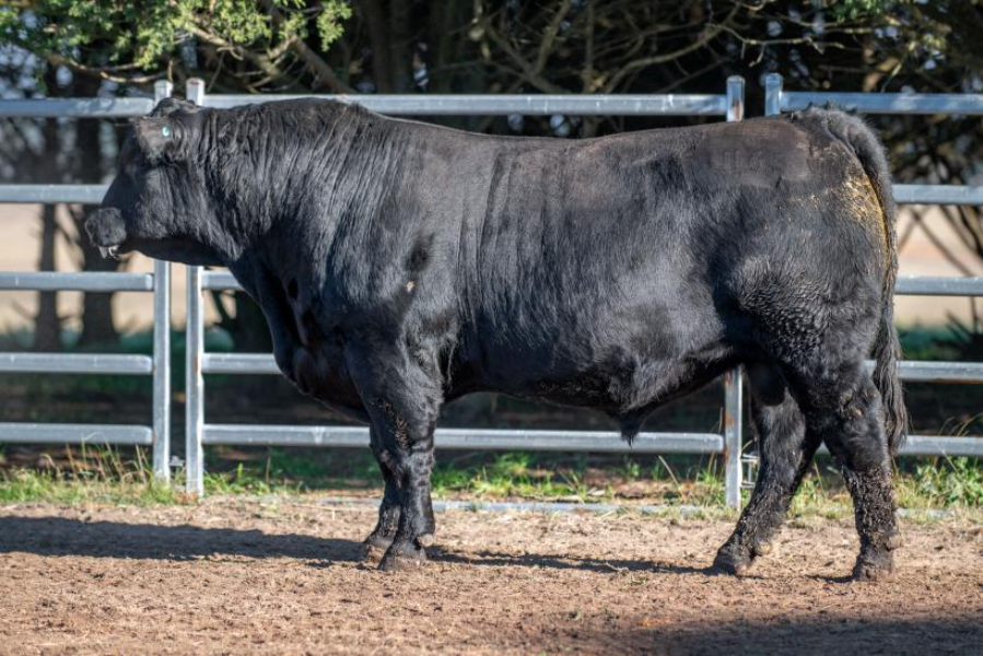 Lot 1 - SPRING HILL THREE RIVERS U163 | AuctionsPlus