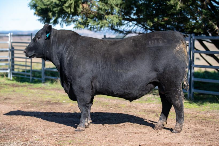 Lot 6 - SPRING HILL MONUMENTAL U193 | AuctionsPlus