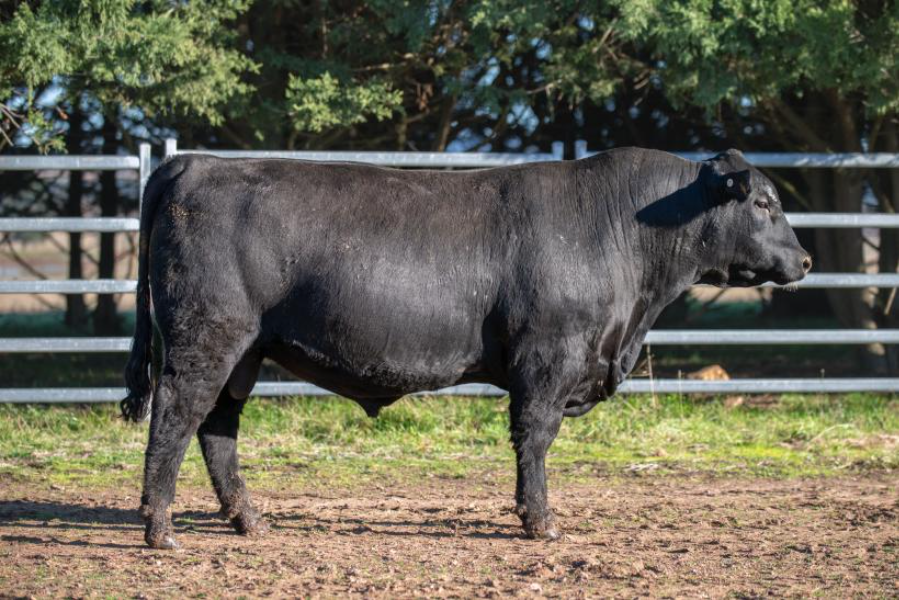 Lot 10 - SPRING HILL MOGUL U167 | AuctionsPlus