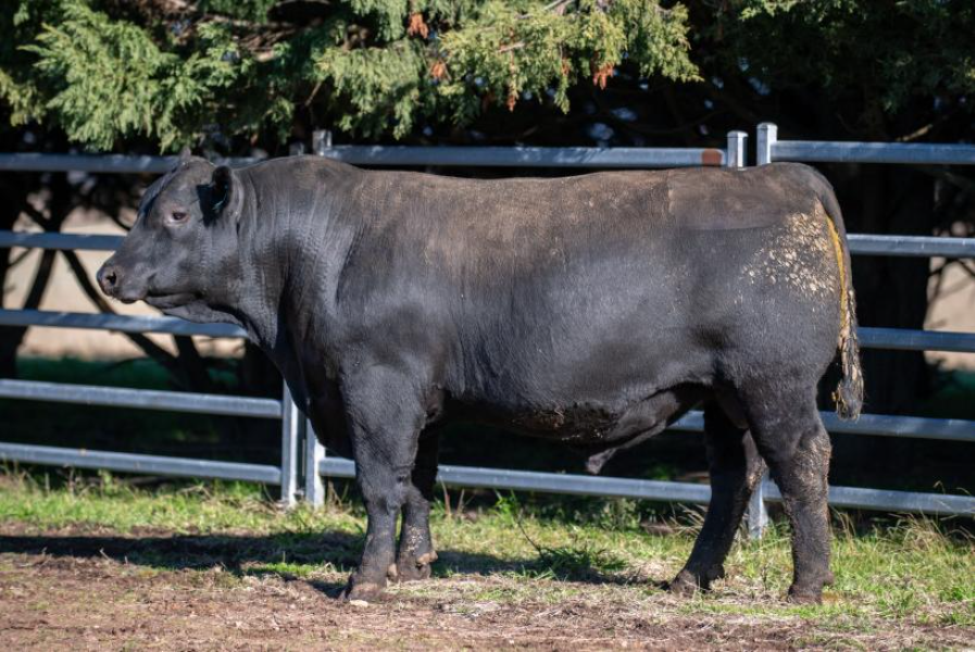 Lot 15 - SPRING HILL MONUMENTAL U24 | AuctionsPlus