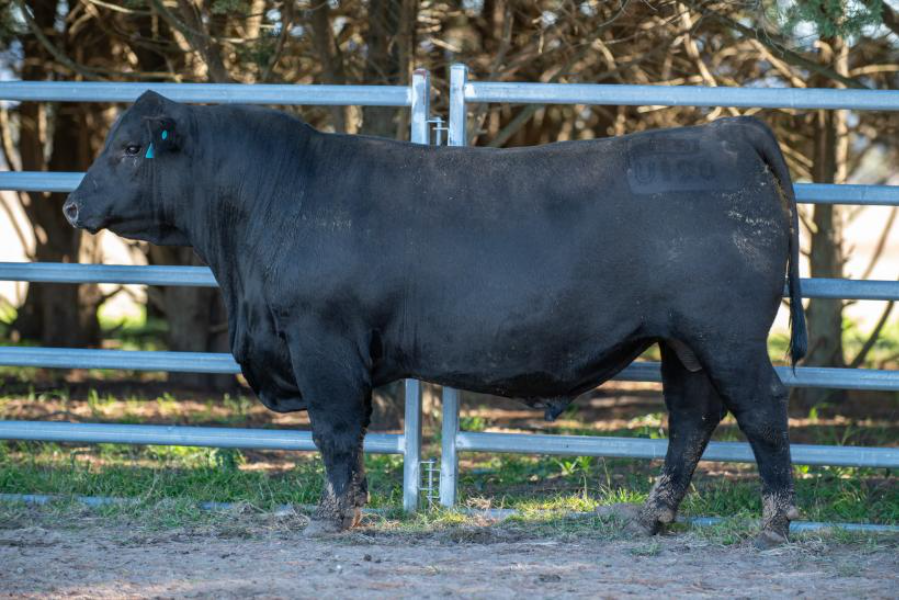 Lot 18 - SPRING HILL BLASTER U190 | AuctionsPlus
