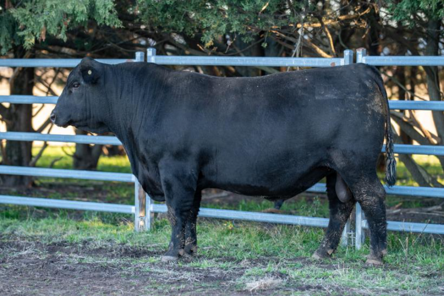 Lot 19 - SPRING HILL PACIFIC U449 | AuctionsPlus