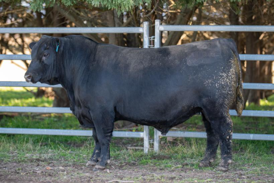 Lot 20 - SPRING HILL EYES ON YOU U35 | AuctionsPlus