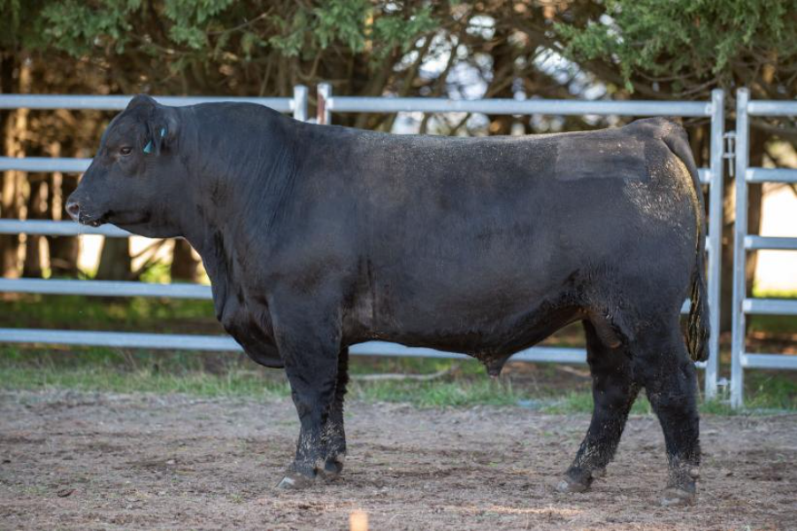 Lot 28 - SPRING HILL PACIFIC U202 | AuctionsPlus