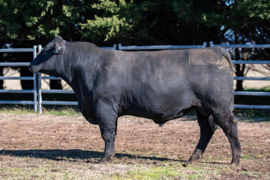Lot 31 - SPRING HILL MOGUL U230 | AuctionsPlus