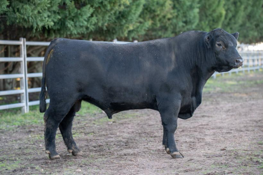 Lot 37 - SPRING HILL EYESS ON YOU U130 | AuctionsPlus