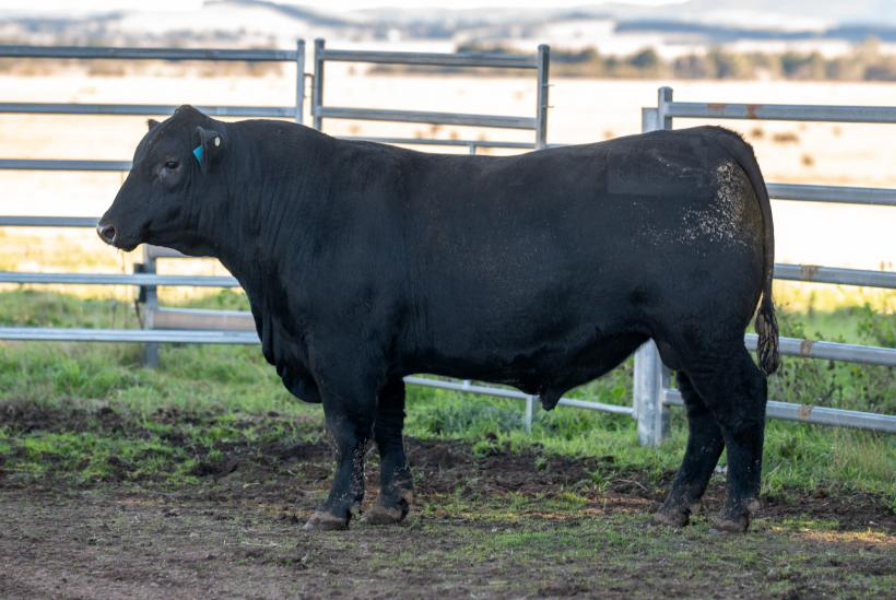 Lot 40 - SPRING HILL PRECEDENCE U82 | AuctionsPlus