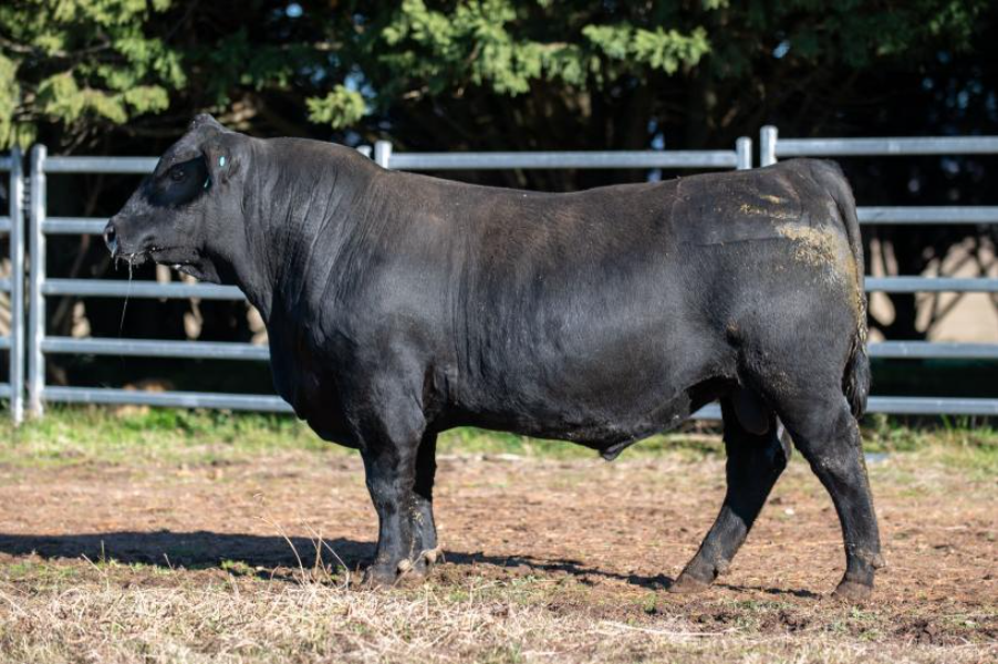 Lot 42 - SPRING HILL MONUMENTAL U278 | AuctionsPlus