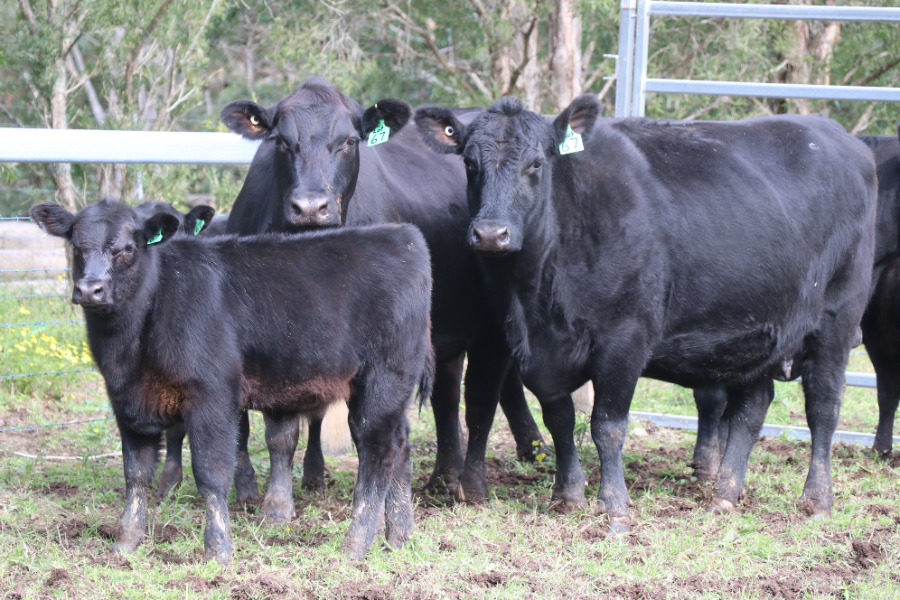 Lot 67 - 3 COMMERCIAL COWS | AuctionsPlus