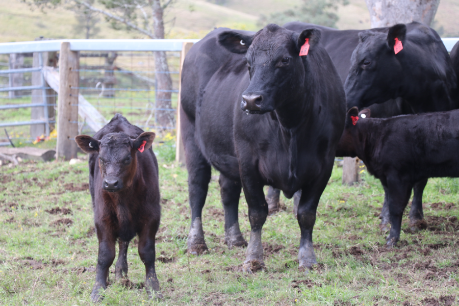 Lot 68 - 3 COMMERCIAL COWS | AuctionsPlus