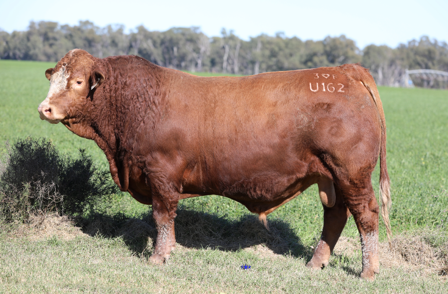 Lot 5 - Lucrana United U162(PP) | AuctionsPlus