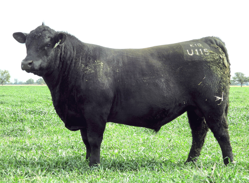 Lot 41 - KIDMAN UNDERSTATED U115 | AuctionsPlus