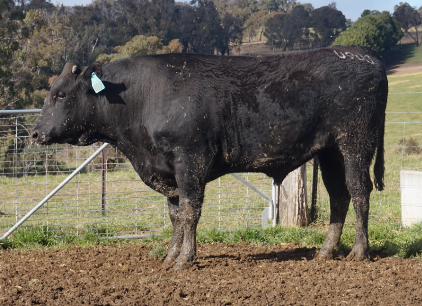 Lot 23 - ROCALA MICHIHANA2/2 U908 (AI) (ET) | AuctionsPlus