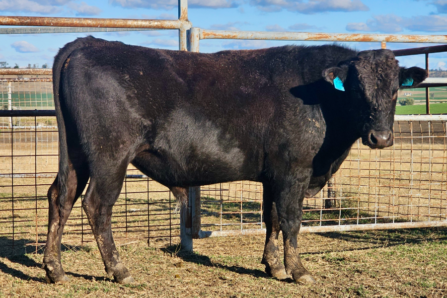 Lot 45 - CARNANA STATION U7115 | AuctionsPlus