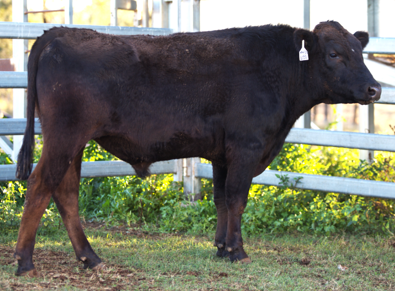 Lot 82 - HAMILTON PARK WAGYU U0581 (AI) | AuctionsPlus