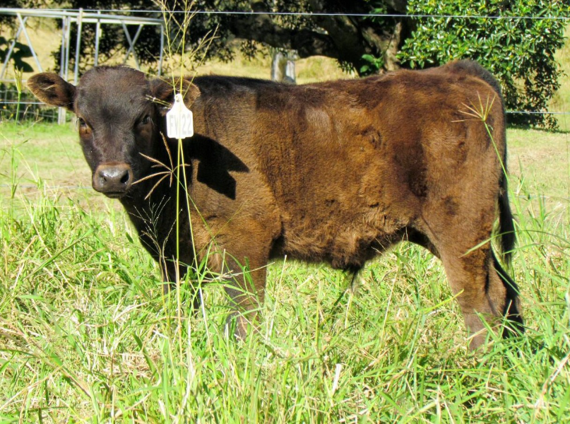 Lot 148 - 2X We Pack Wagyu Recip Cows & ET Calves | AuctionsPlus