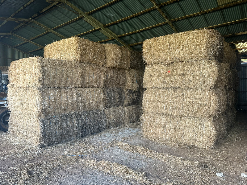 Lot 15 - 35x large square bales Canola hay | AuctionsPlus
