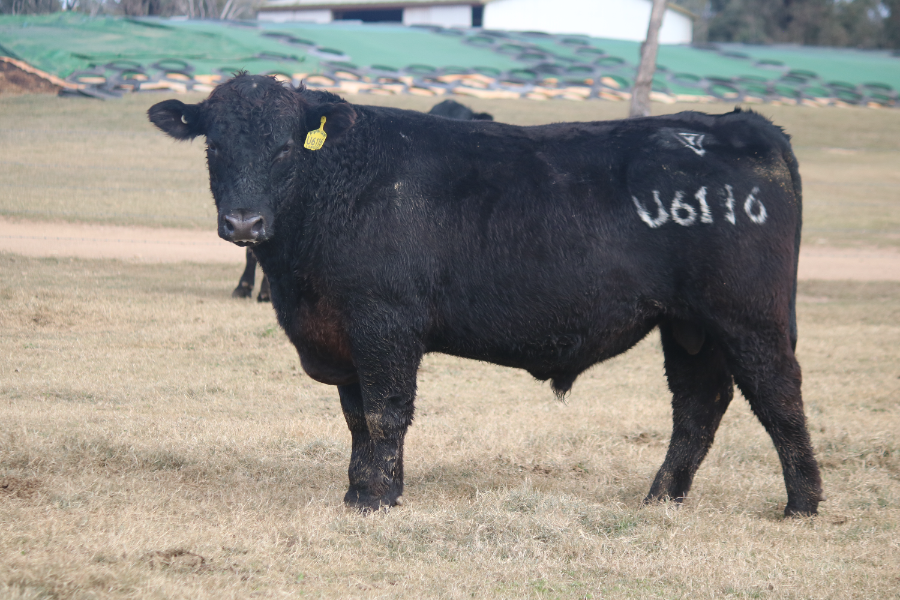 Lot 71 - LAWSONS KI DEAD CENTER Q6381 U6116 | AuctionsPlus