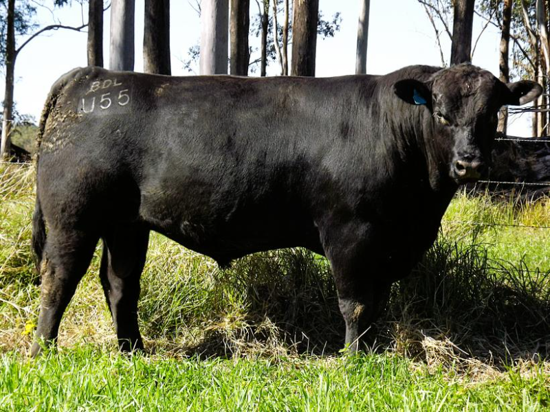 Lot 43 - PRIME TIME ENHANCE U55 | AuctionsPlus