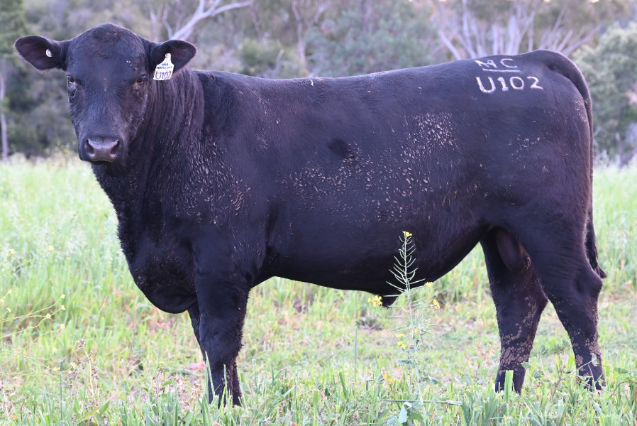 Lot 31 - MOSQUITO CREEK UNITE U102 | AuctionsPlus