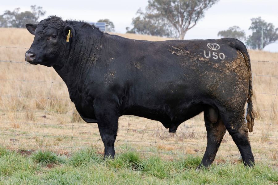 Lot 30 - TIVOLI ICEMAN U50 | AuctionsPlus