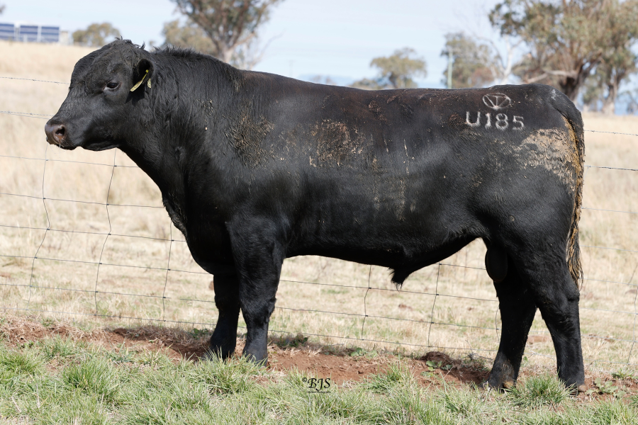 Lot 55 - TIVOLI SHOGAN U185 | AuctionsPlus
