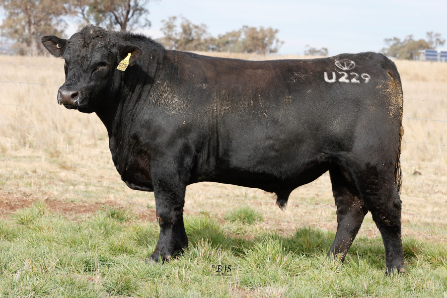 Lot 22 - TIVOLI SHOGUN U229 | AuctionsPlus