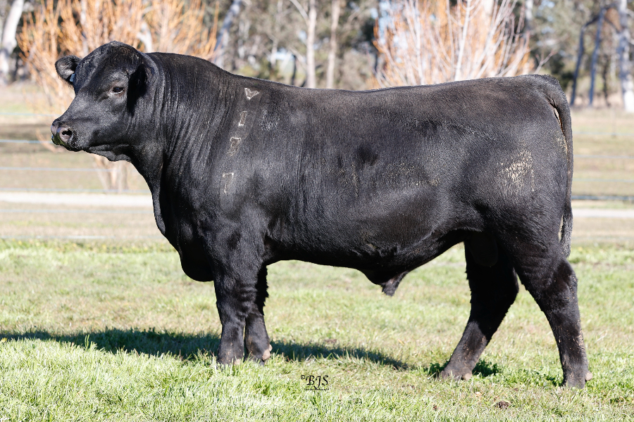 CIRCLE 8 V137 | AuctionsPlus