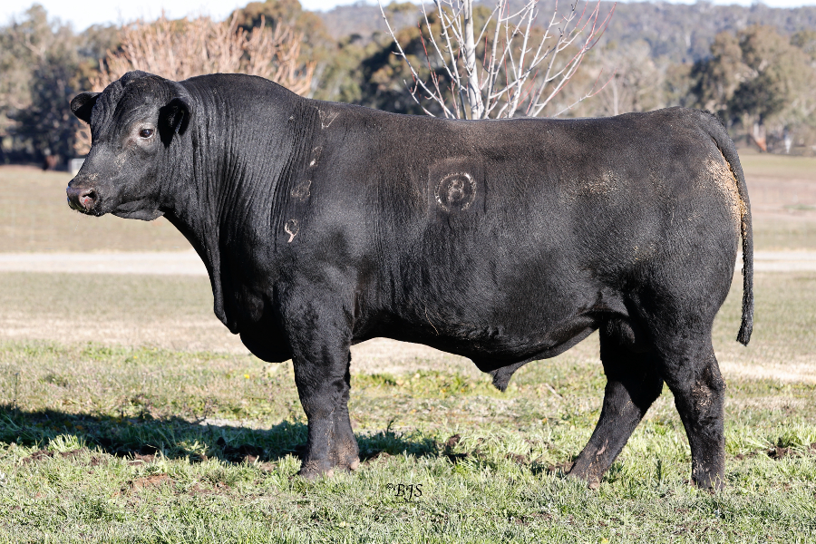 Lot 29 - CIRCLE 8 V149 | AuctionsPlus