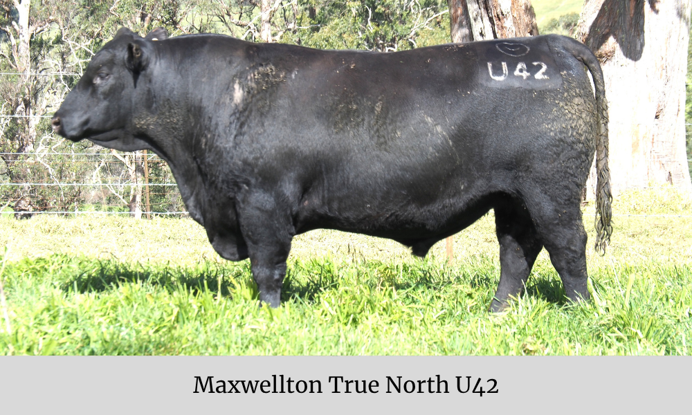 Lot 25 - MAXWELLTON TRUE NORTH U042 | AuctionsPlus