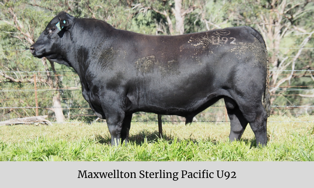Lot 28 - MAXWELLTON STERLING PACIFIC U092 | AuctionsPlus